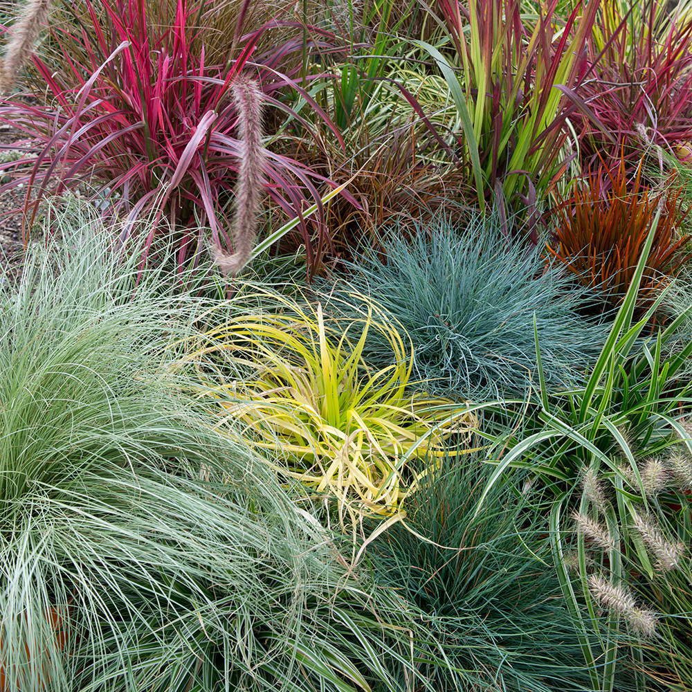Grass Ornamental Mix - JParkers
