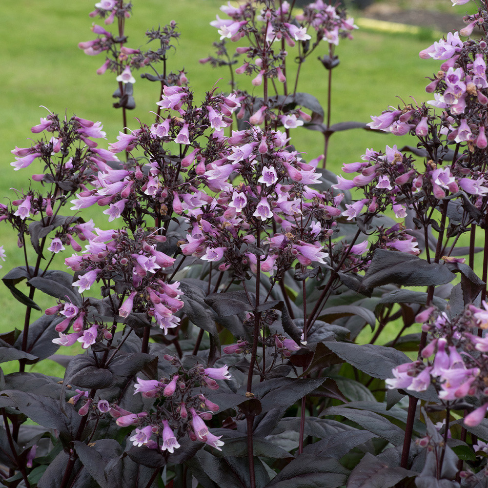 Penstemon Dark Leaf Collection - JParkers