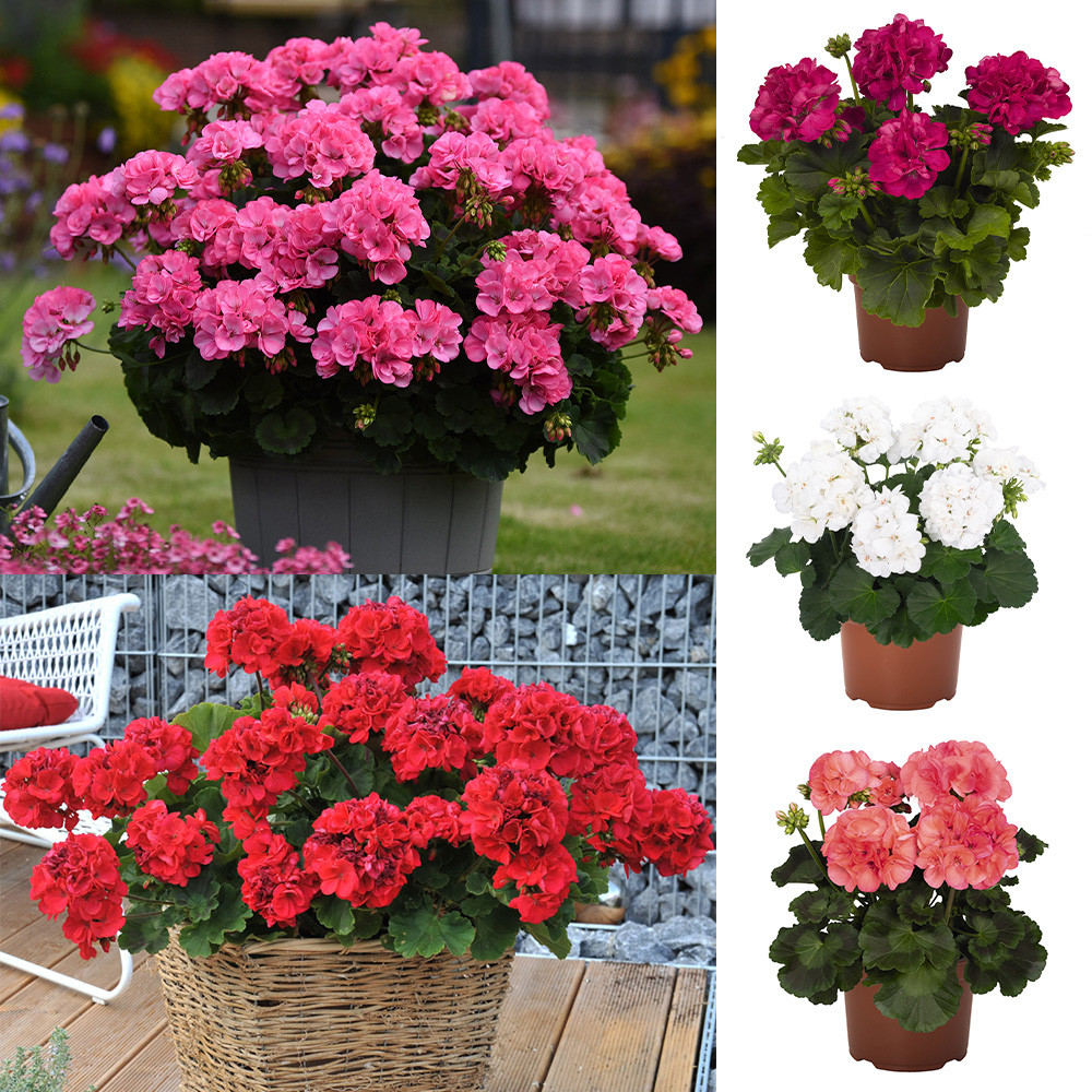 Shop Geranium Big Eeze Collection | J. Parker's