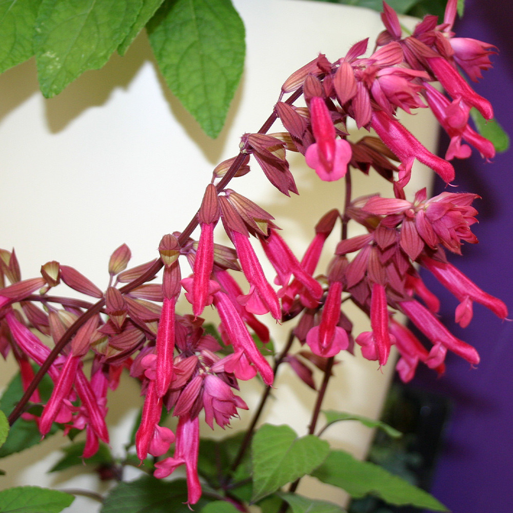 Buy Salvia Wendys Wish | J. Parker's