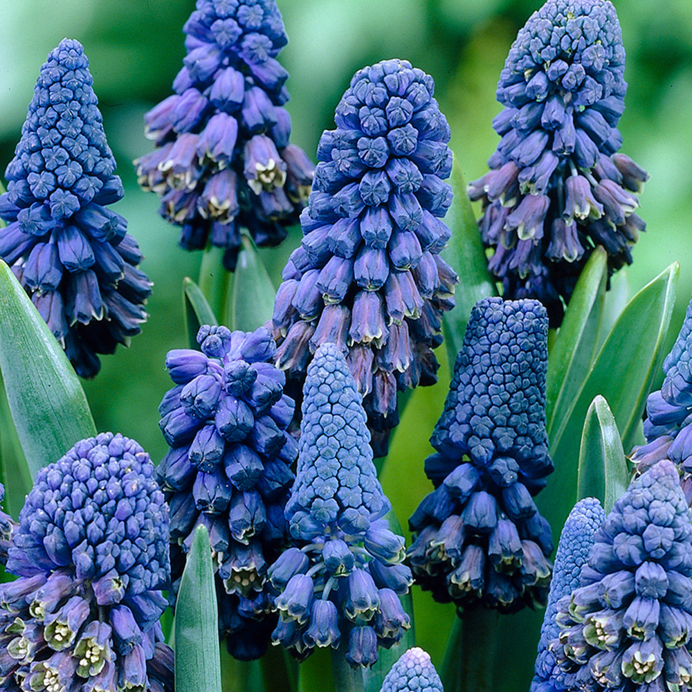 Buy Bellevalia Pycnantha | J. Parker's