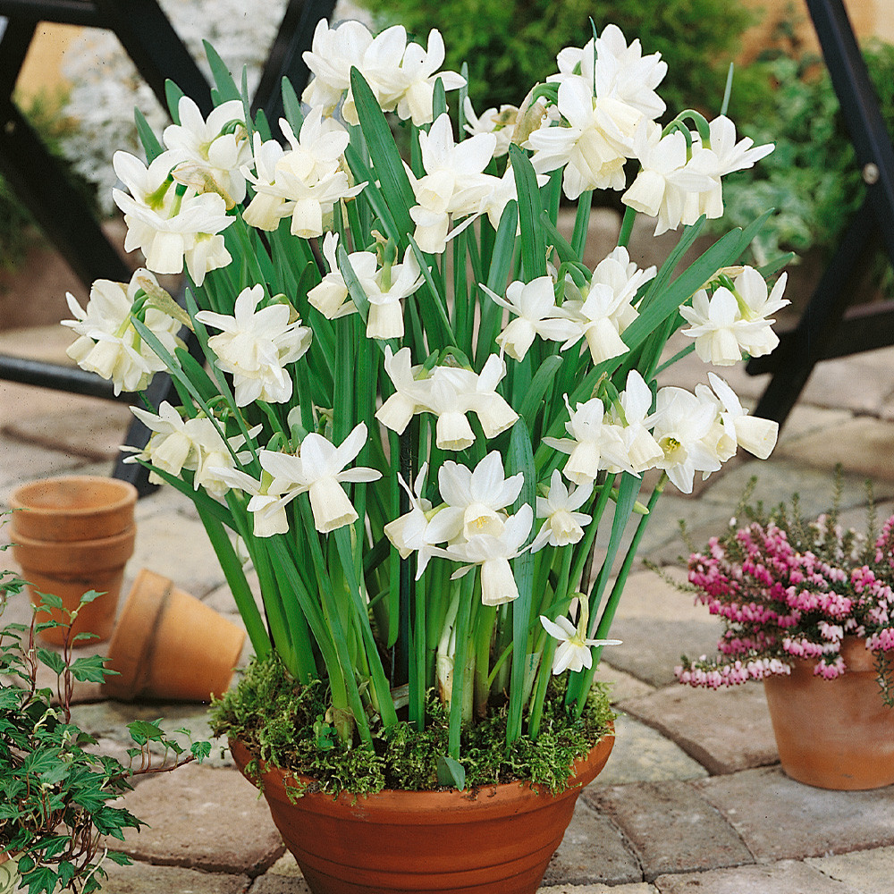 Narcissus Thalia 8-10cm - JParkers