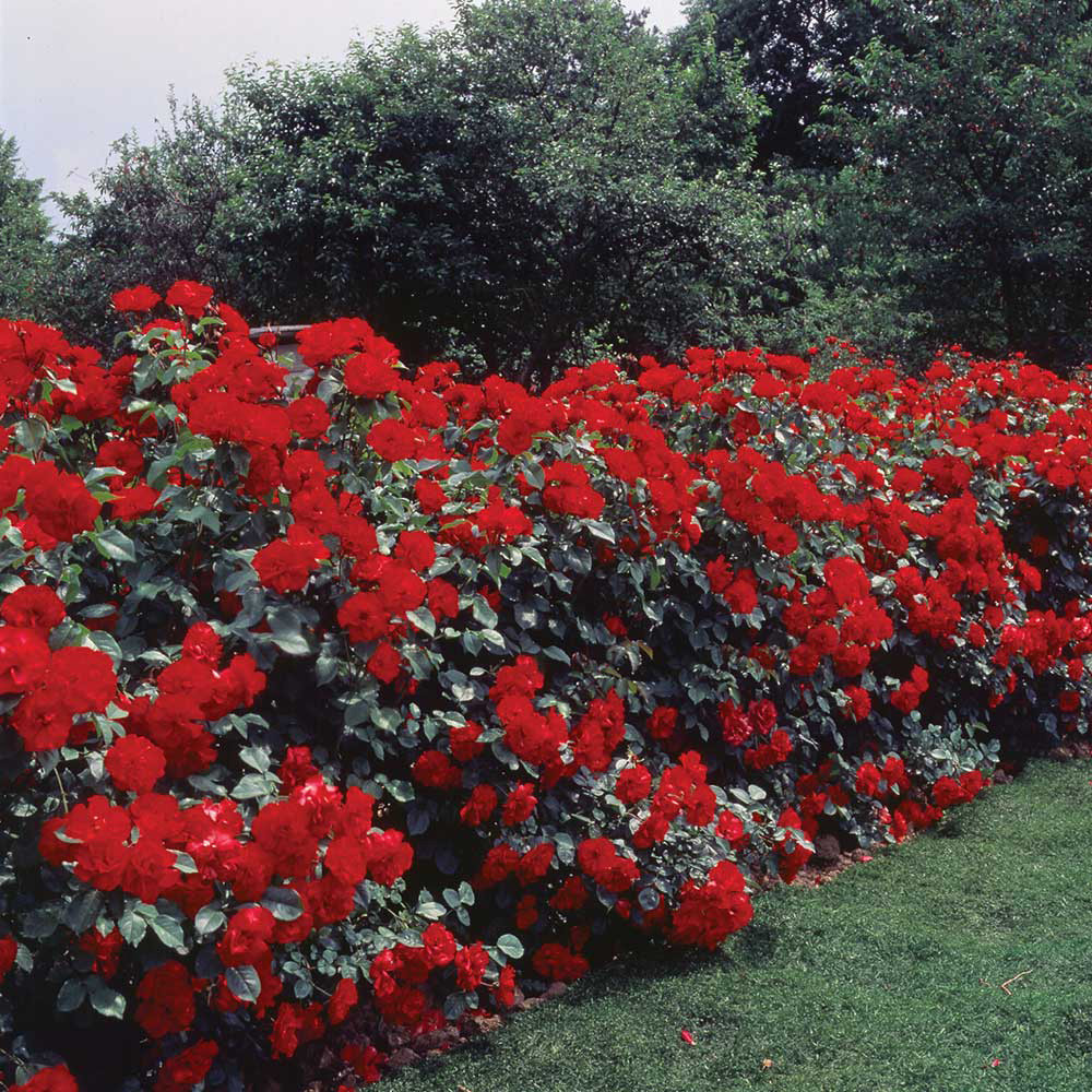 Rose Stromboli Hedging - JParkers