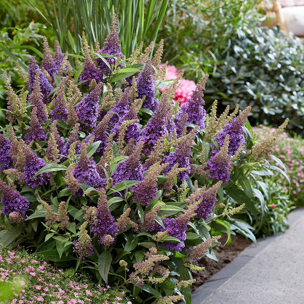 Shop Buddleia d. Butterfly Candy Little 'Lavender' | J. Parker's