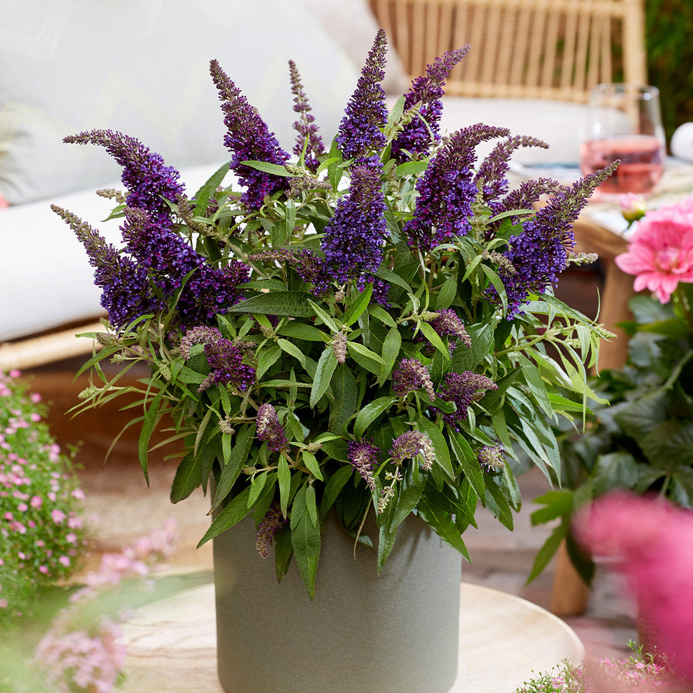 Buy Buddleia Dwarf Butterfly Candy Collection | J. Parker's