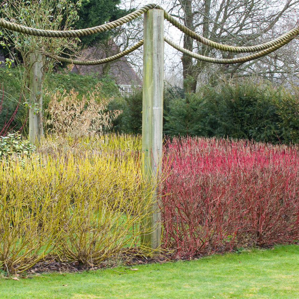 Shop Cornus (Dogwood) alba Sibirica Hedge | J. Parker's