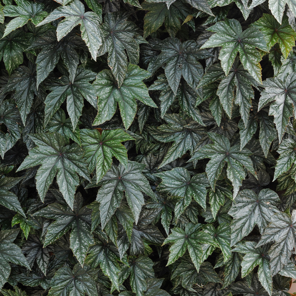 Shop Begonia Gryphon | J. Parker's