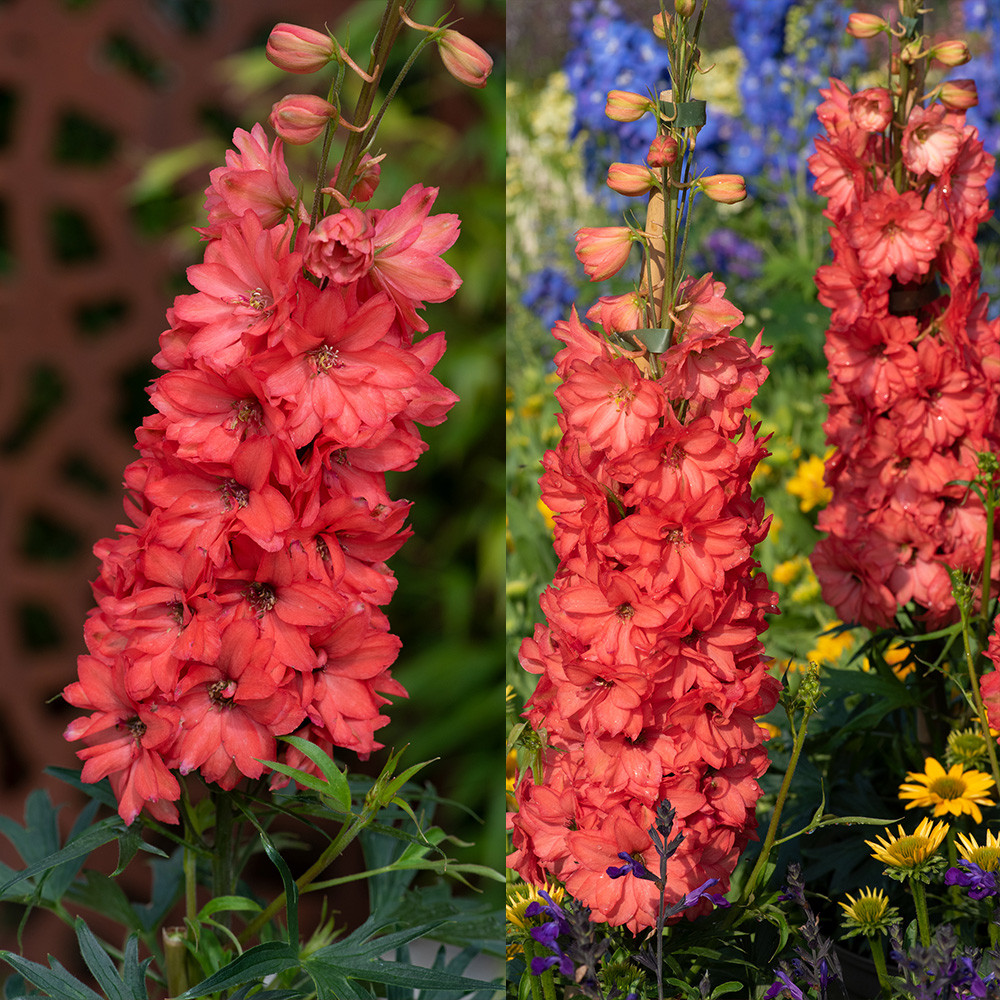 Shop Delphinium Red Lark | J. Parker's