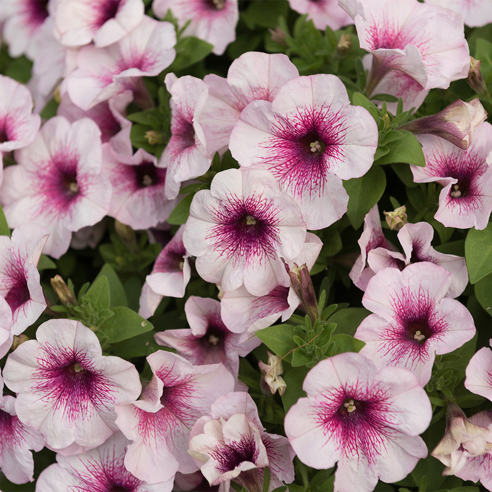 Shop Petunia Potunia Pink Orchid | J. Parker's