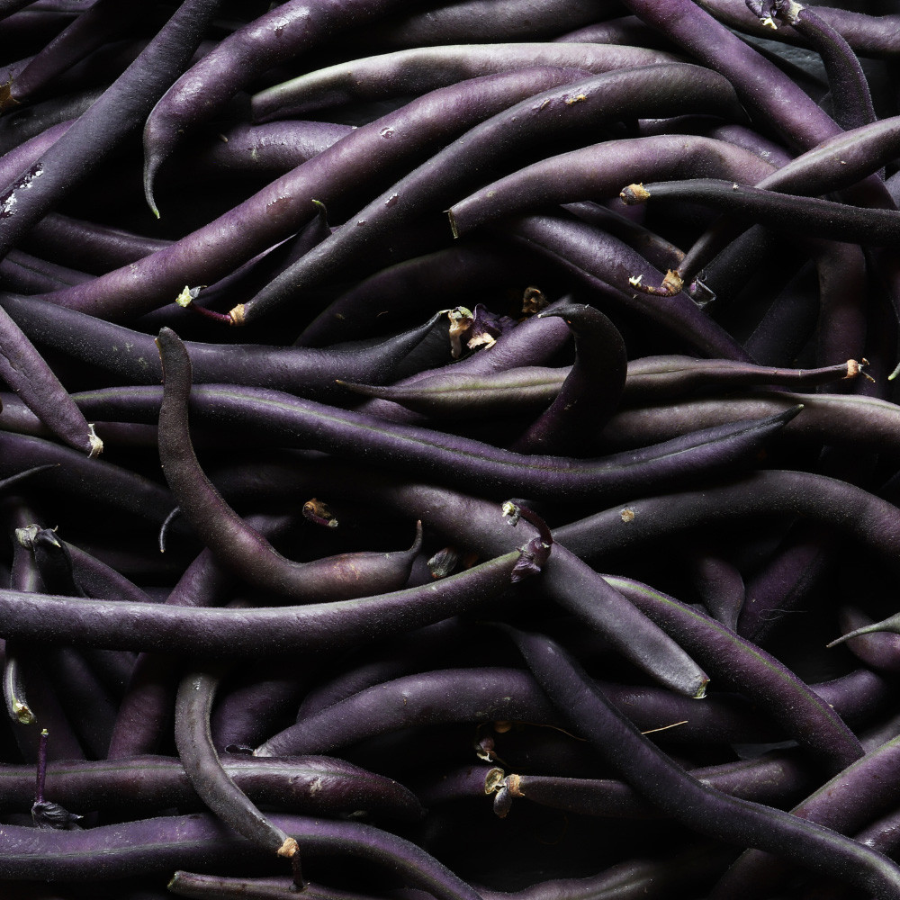 Shop French Climbing Bean Cosse Violette Seeds | J. Parker's