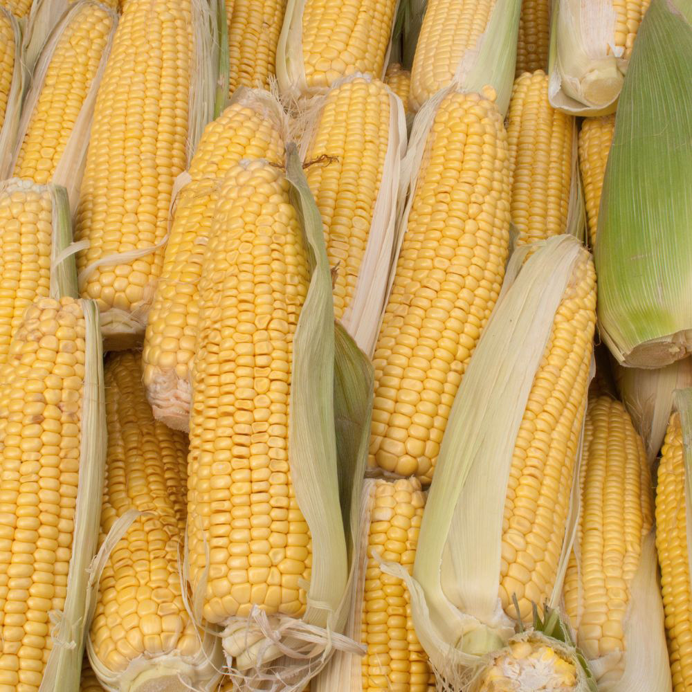 Shop Sweetcorn F1 Early Extra Sweet Nothern Seeds | J. Parker's