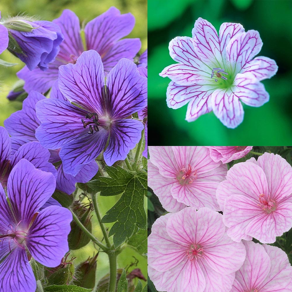 Hardy Geranium Collection - JParkers