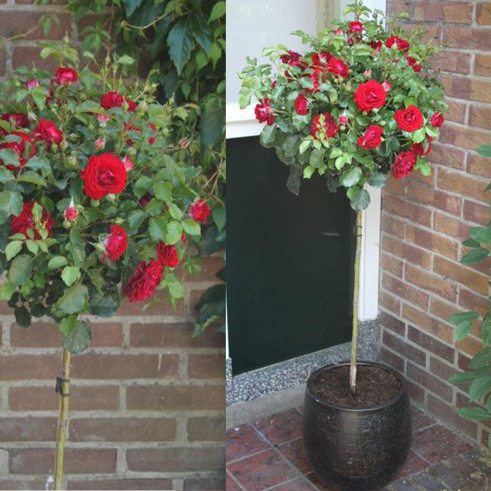 Shop Miniature standard Rose Optima Red | J. Parker's