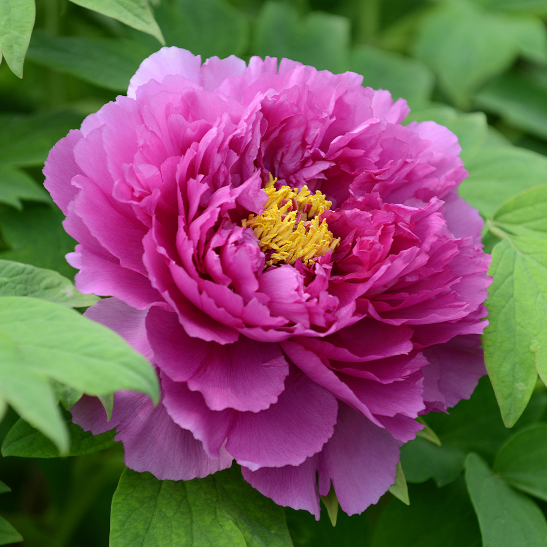 Shop Paeonia suffruticosa 'Ling Hua Zhan Lu' | J. Parker's