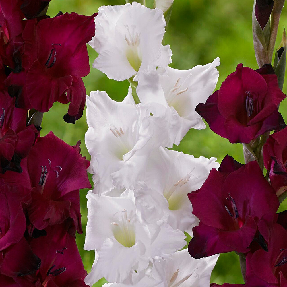 Buy Gladiolus Snowdon for less with J. Parker's