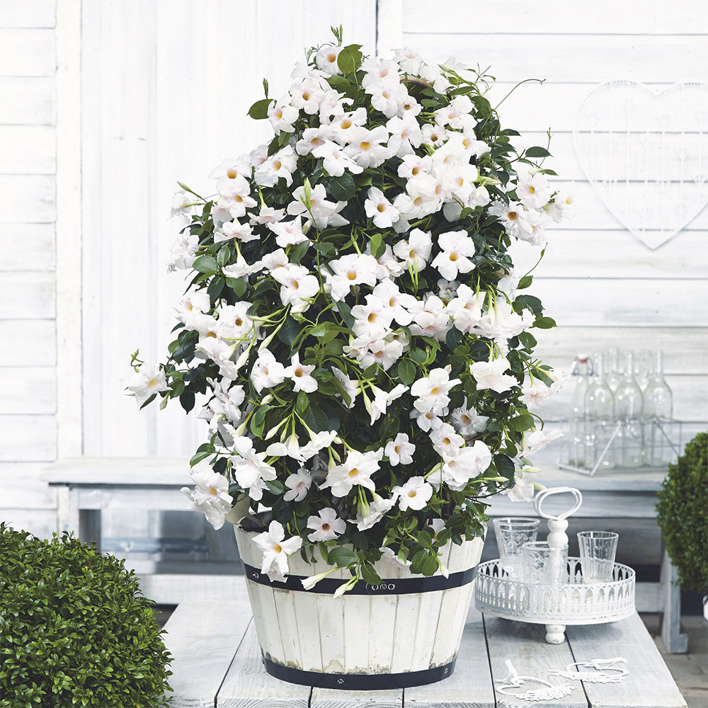 Shop Mandevilla 'Bloom Bells' Collection | J. Parker's