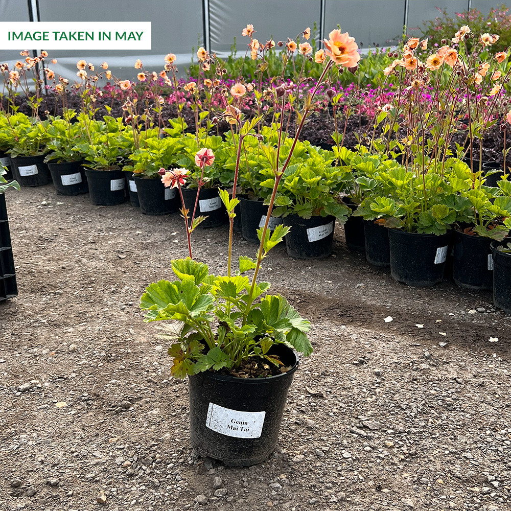 Shop Geum rivale 'Mai Tai' Potted | J. Parker's