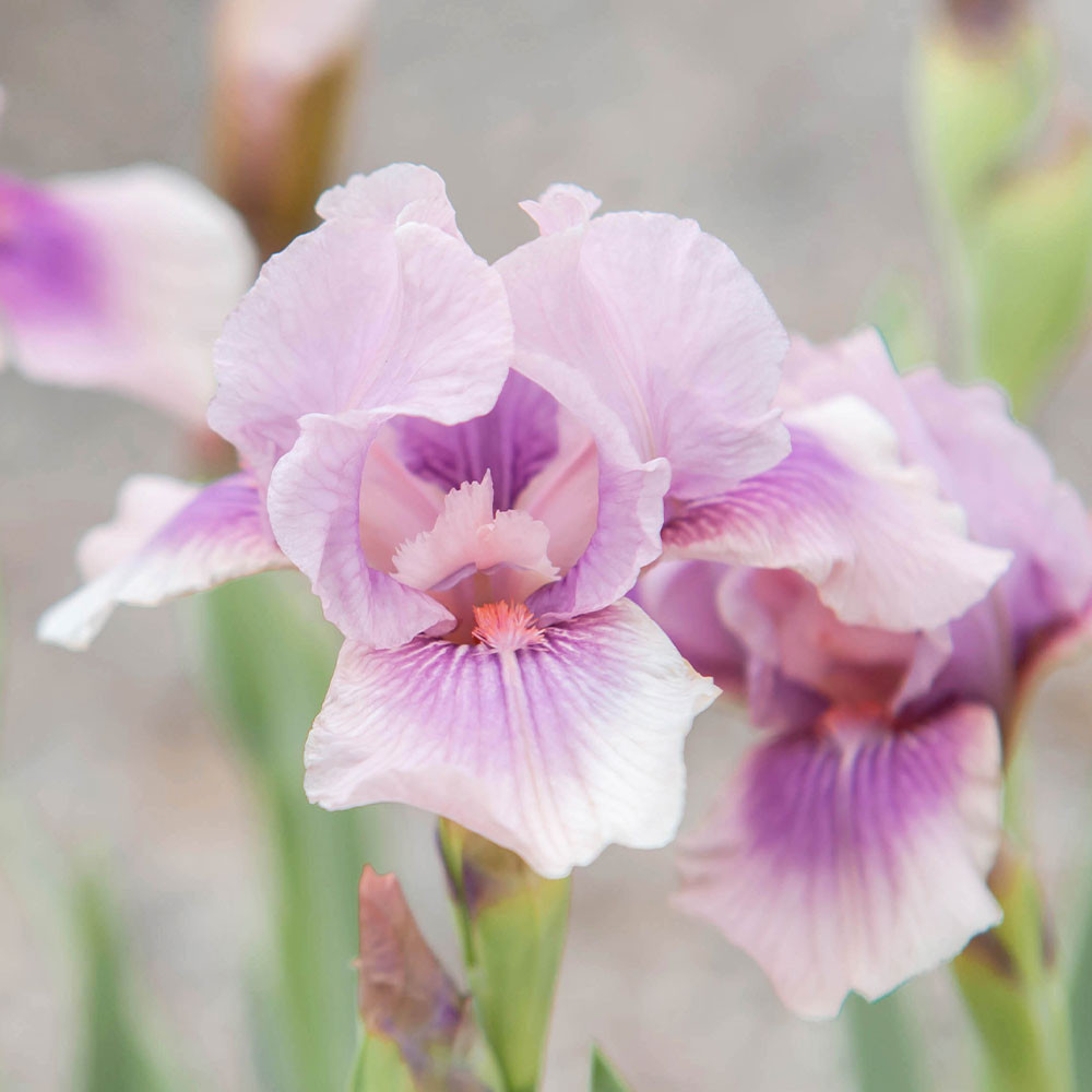 Shop Iris germanica 'Raspberry Flush' Potted | J. Parker's