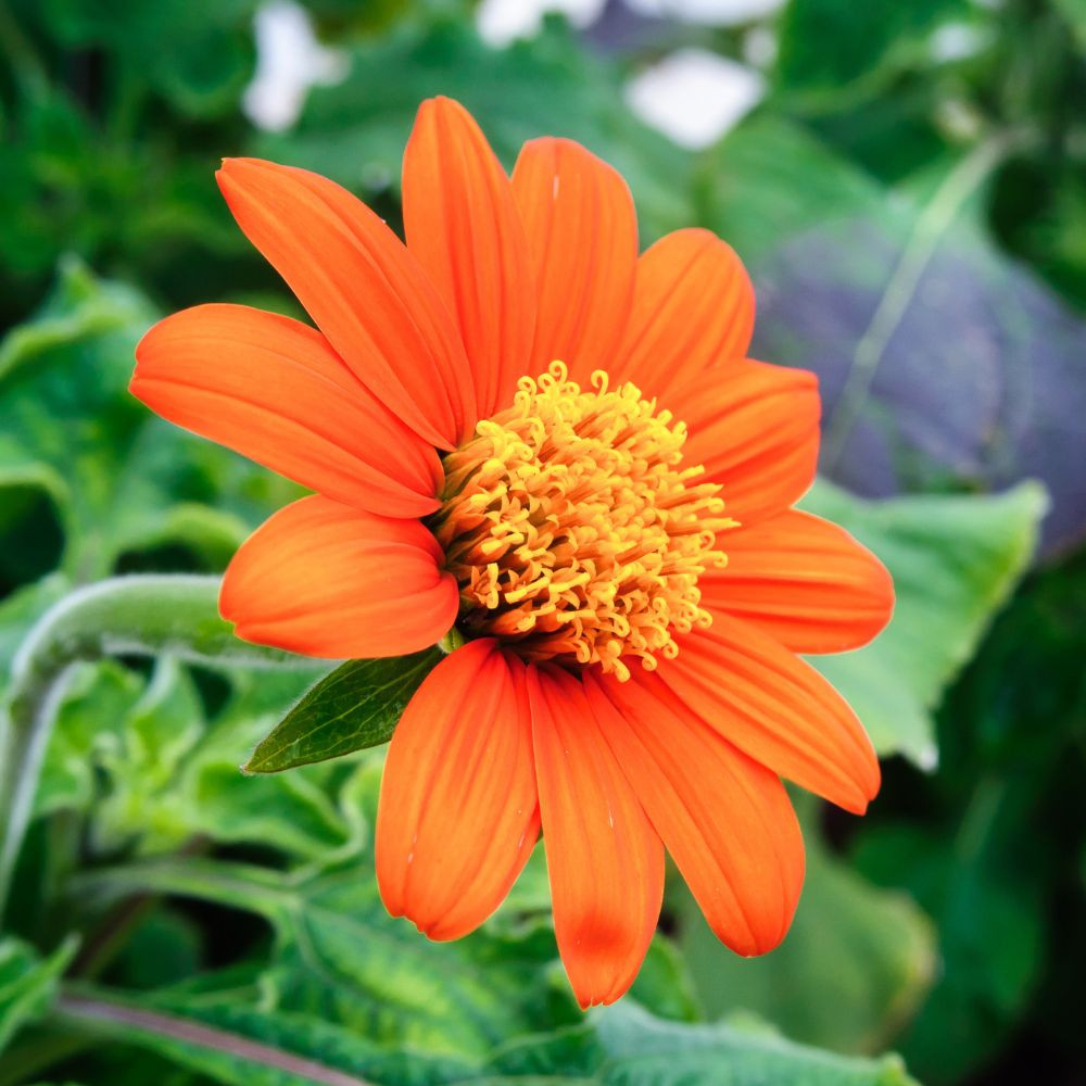 Shop Tithonia rotundifolia Torch – 'Mexican Sunflower' Seeds | J. Parker's