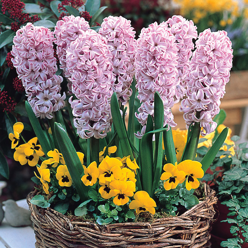 Buy Hyacinth Splendide Cornelia at jparkers.co.uk