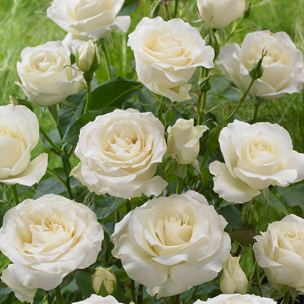 Buy HT Rose Collection at jparkers.co.uk