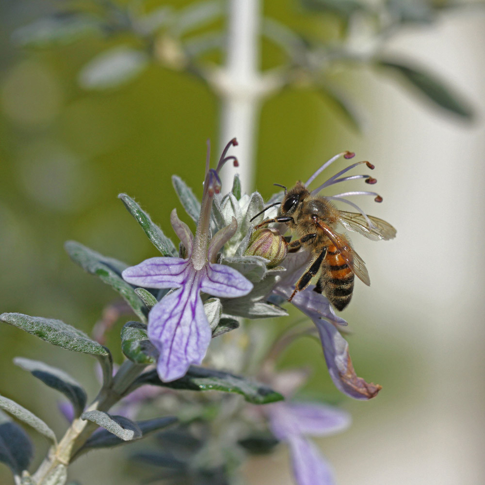 Buy Teucrium fruticans at jparkers.co.uk