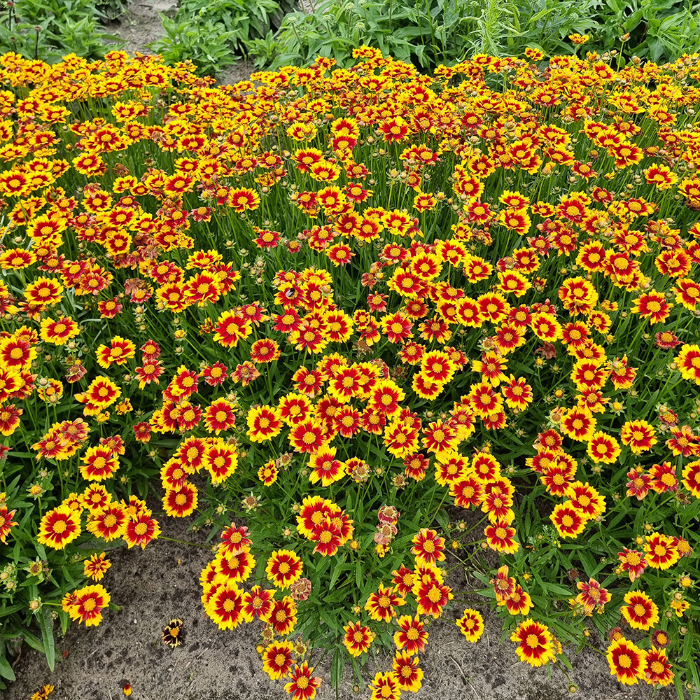 Buy Coreopsis Solar Jewel at jparkers.co.uk