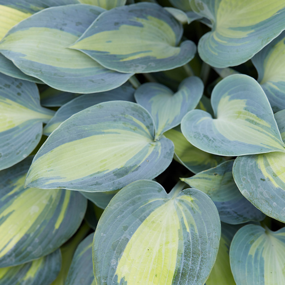Buy Hosta Catherine at jparkers.co.uk