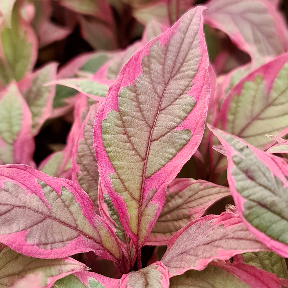 Buy Cornus Miracle at jparkers.co.uk