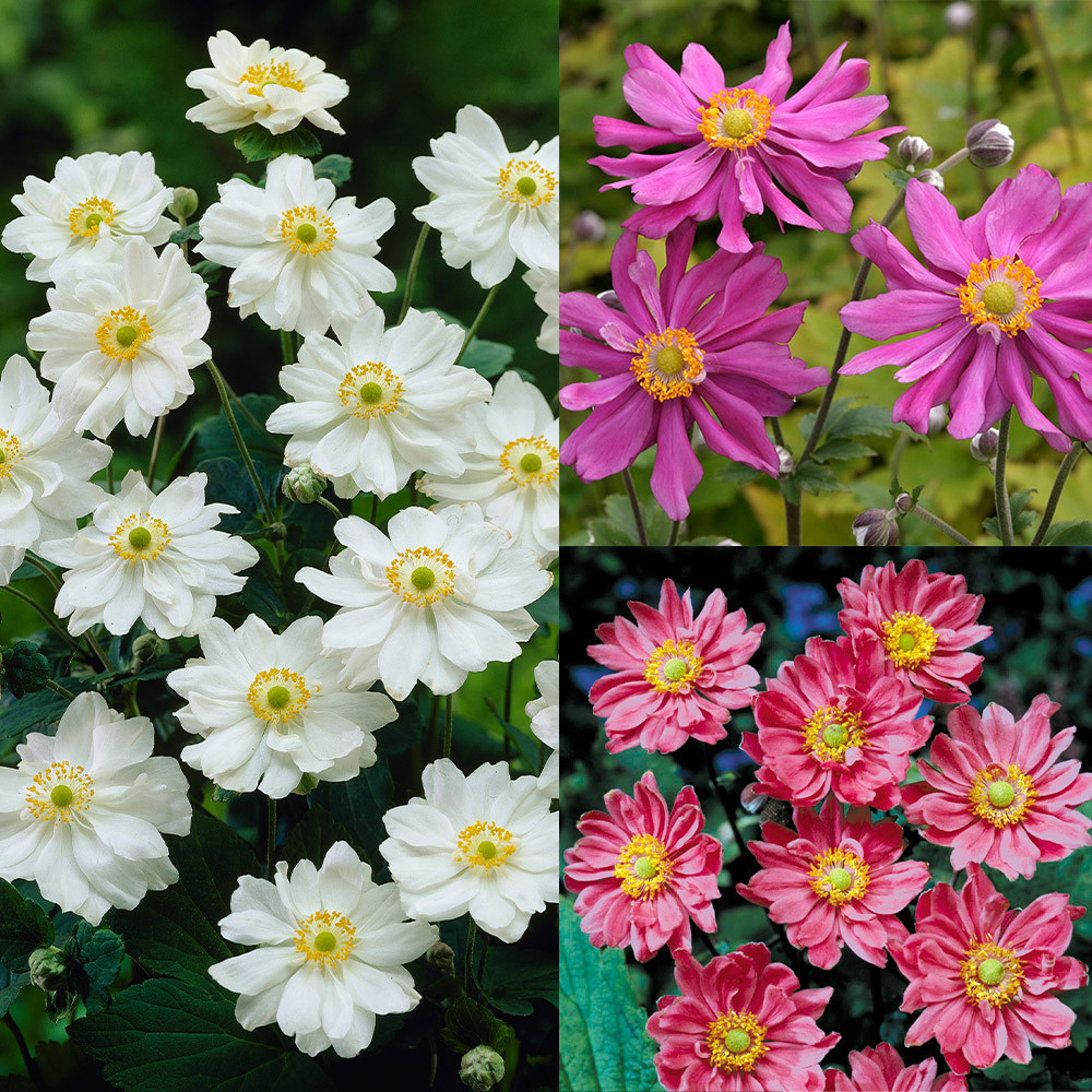 Buy Anemone japonica Collection (Double) Potted at jparkers.co.uk
