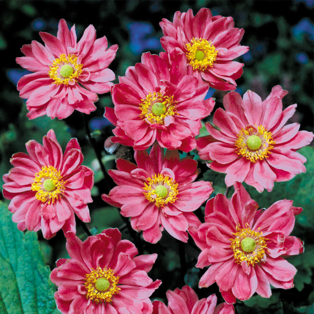 Buy Anemone japonica Collection (Double) Potted at jparkers.co.uk