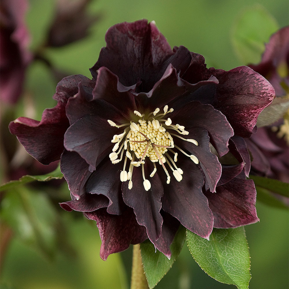 Buy Helleborus Double Ellen Collection at jparkers.co.uk