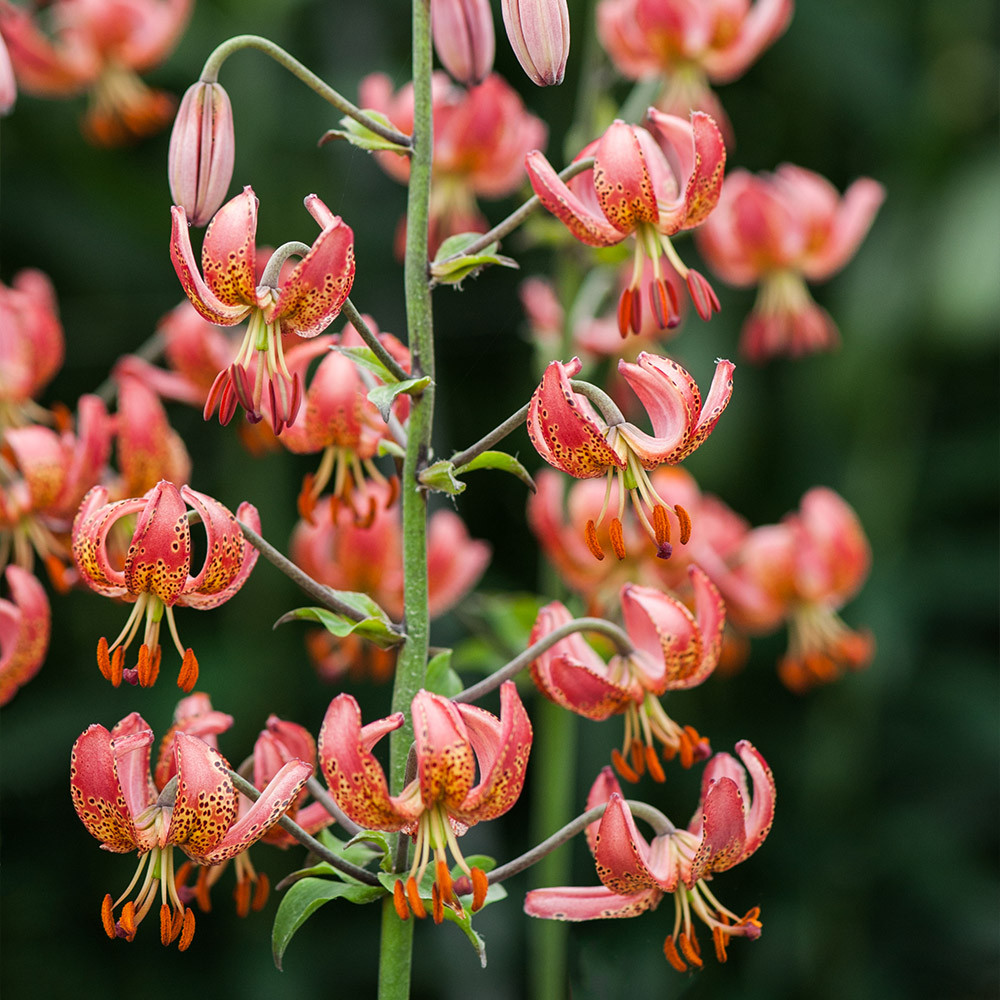 Buy Lilium Martagon 'Manitoba Morning' at jparkers.co.uk