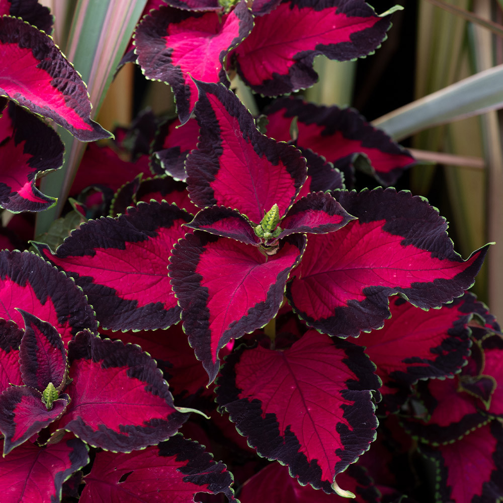 Buy Coleus Chocolate Covered Cherry for less with J. Parker's