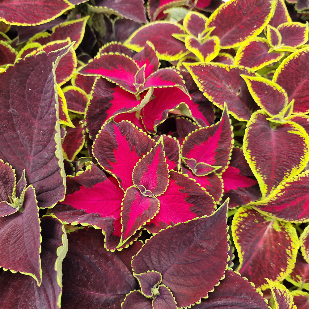 Buy Coleus Chocolate Covered Cherry for less with J. Parker's