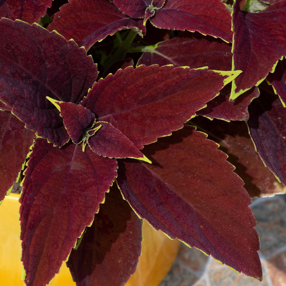 Buy Coleus Ruby Heart for less with J. Parker's