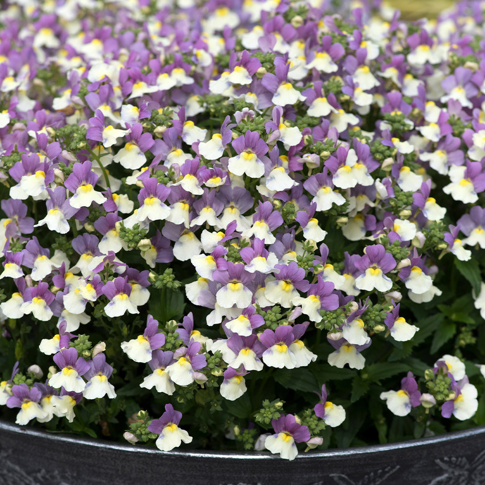Buy Nemesia Lady Collection for less with J. Parker's