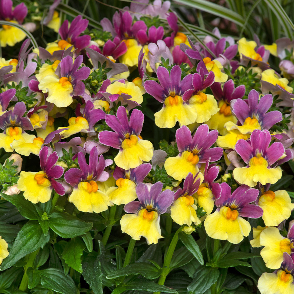 Buy Nemesia Lady Collection for less with J. Parker's