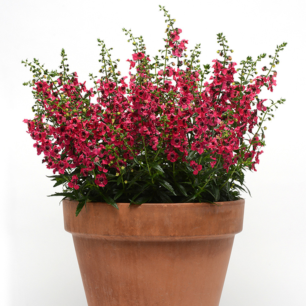Buy Angelonia Archangel Cherry Red for less with J. Parker's