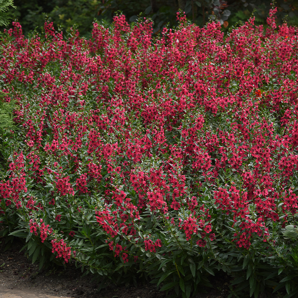 Buy Angelonia Archangel Cherry Red for less with J. Parker's
