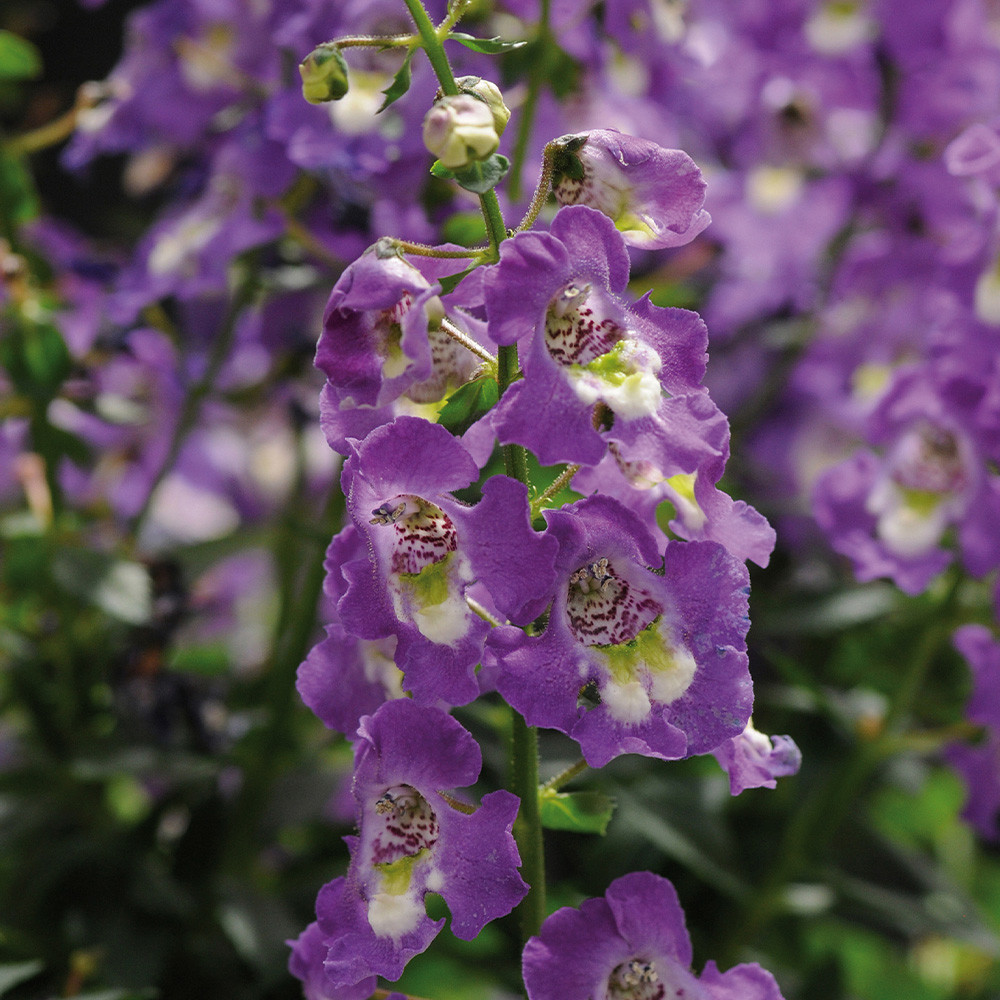 Buy Angelonia Archangel Purple for less with J. Parker's