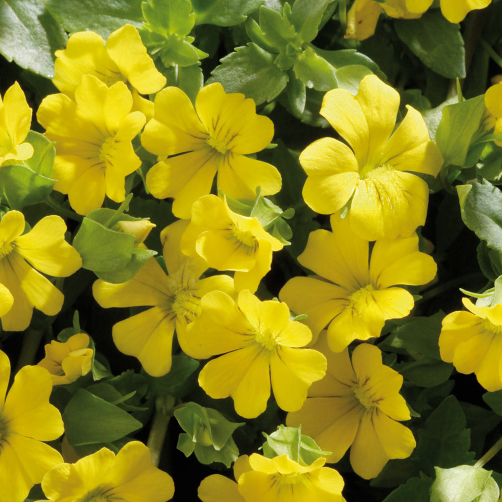 Buy Bacopa Yellow Mecardonia Gold Flakes for less with J. Parker's