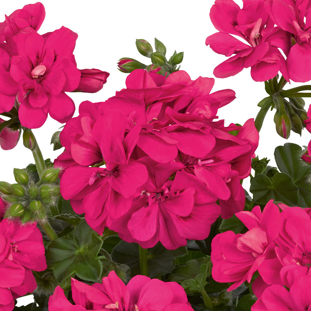 Buy Geranium Sunflair Rita Hot Pink for less with J. Parker's