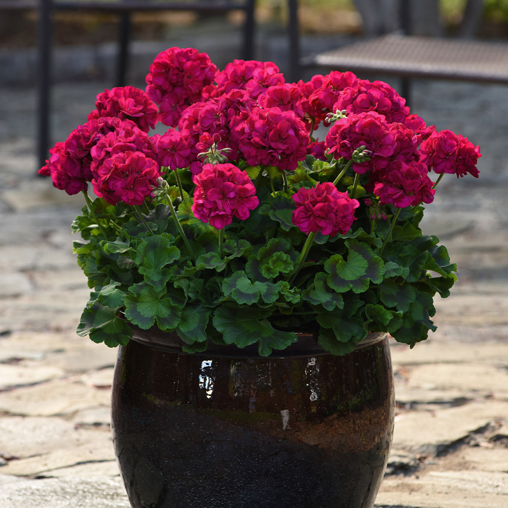 Buy Geranium Giant Galaxy Violet for less with J. Parker's