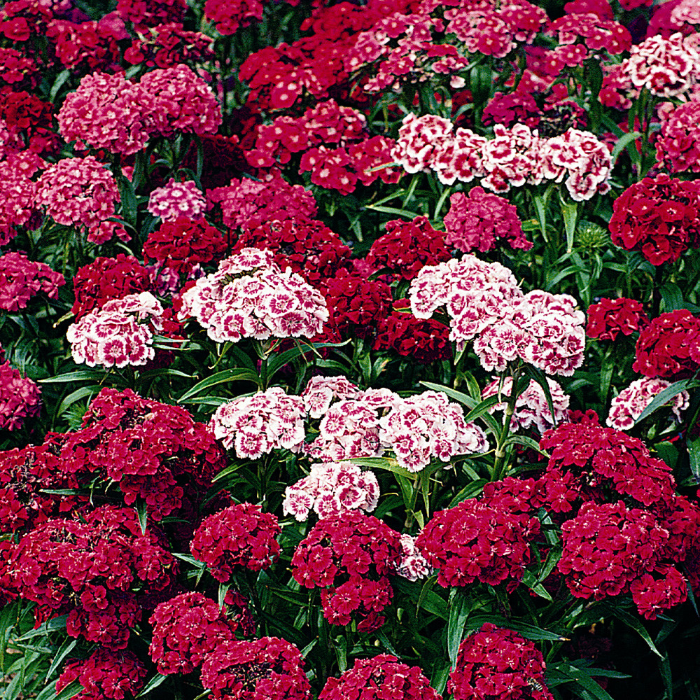 Buy Sweet William Auricula Eyed seeds from jparkers.co.uk