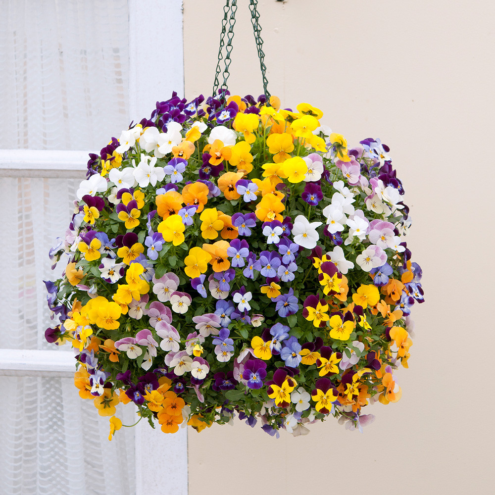 Buy Viola Cornuta Winter Trailing Teardrops F1 Mix seeds at jparkers.co.uk