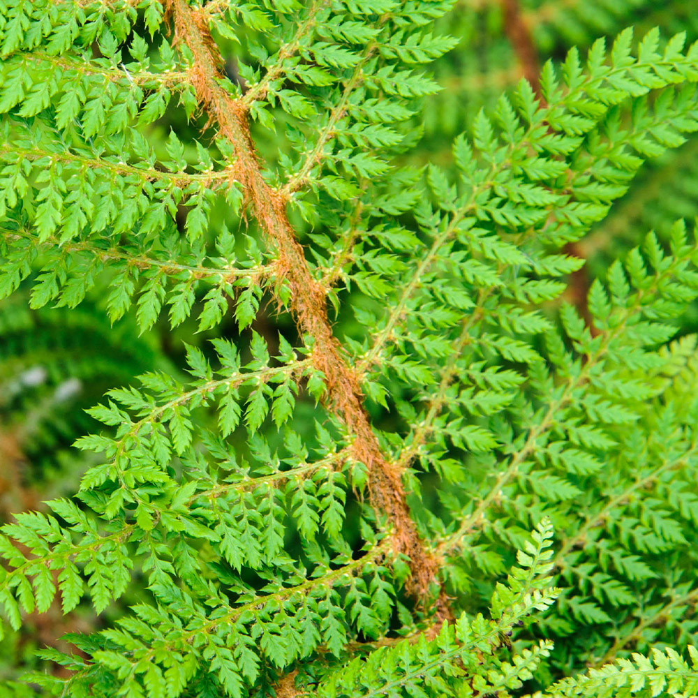 Buy Polystichum setiferum Proliferum at jparkers.co.uk
