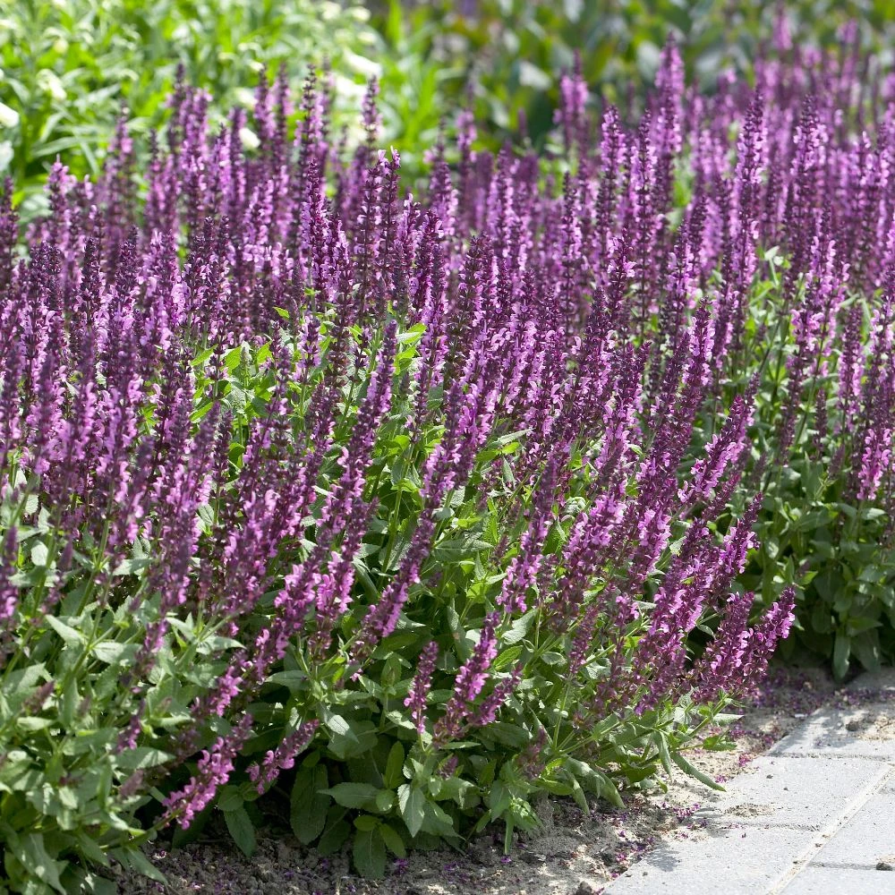 Salvia Nemorosa Rose Queen | J Parker Dutch Bulbs
