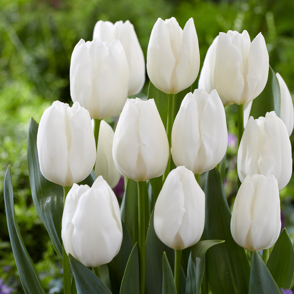 Buy Tulip Ice Cap at jparkers.co.uk