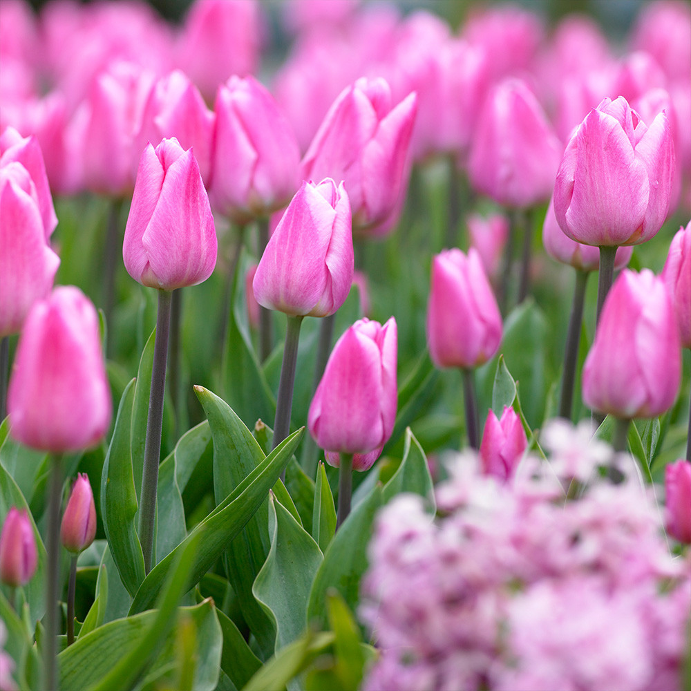 Buy Tulip Christmas Dream at jparkers.co.uk